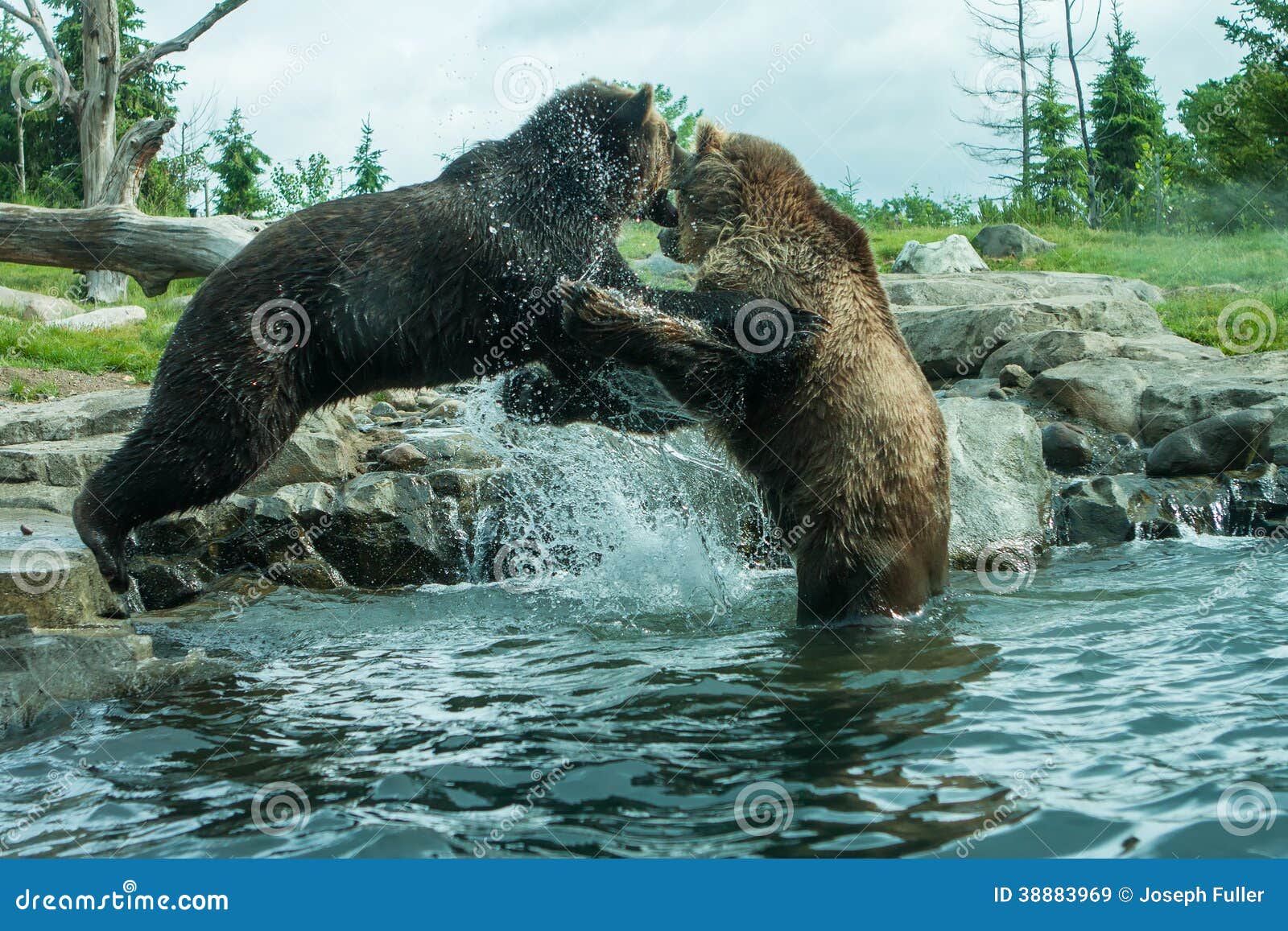 Grizzly (Brown) Bear Fight Stock Image | CartoonDealer.com #19271833