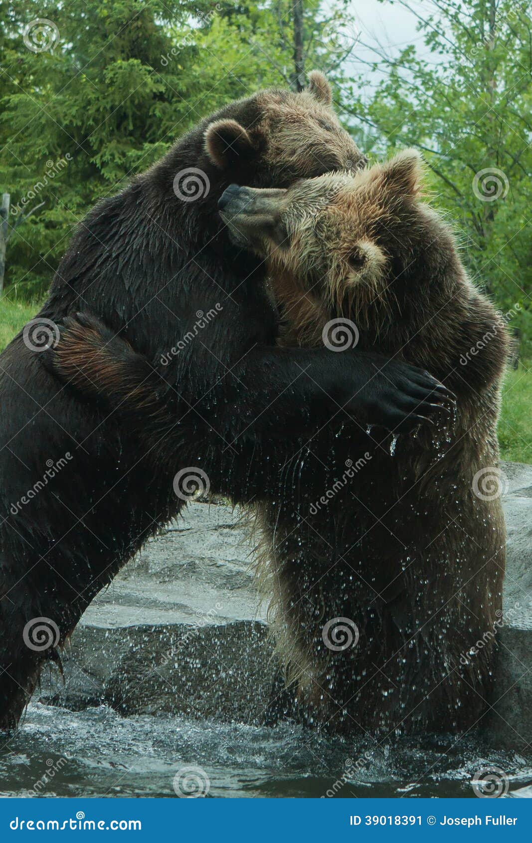 Two Grizzly (Brown) Bears Fight Stock Image - Image of hard, nature ...
