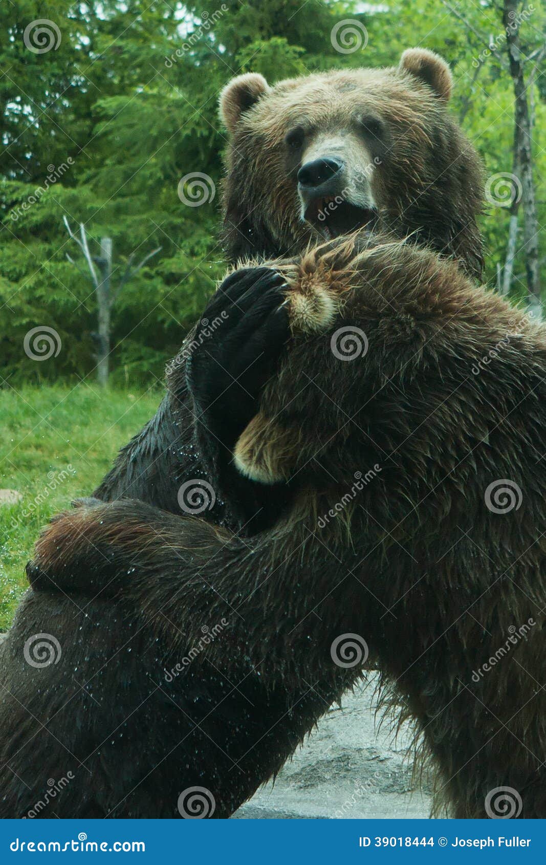 Two Grizzly (Brown) Bears Fight Stock Photo - Image of hairy, kill ...