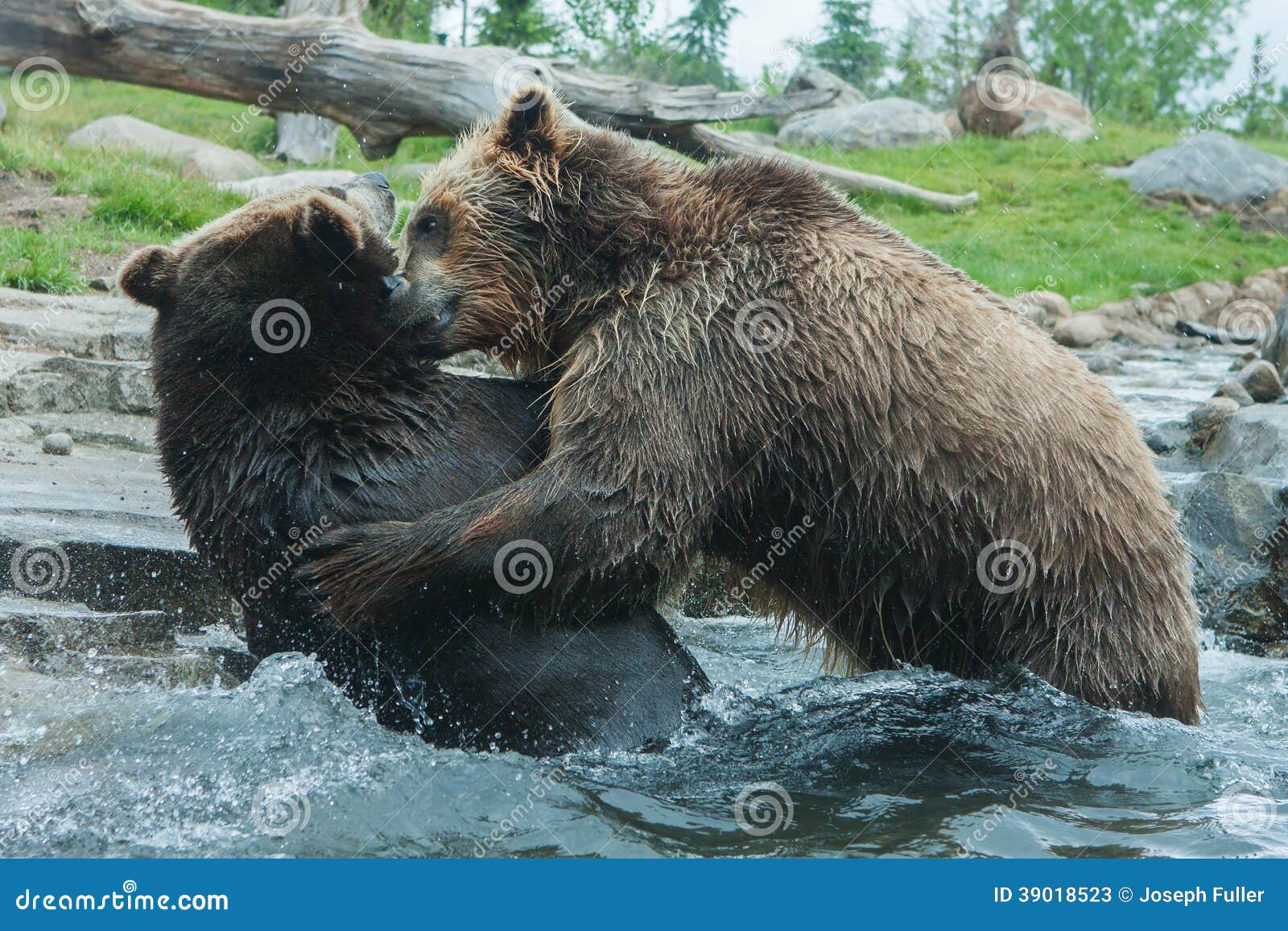 Two Grizzly (Brown) Bears Fight Stock Image - Image of power, hard ...