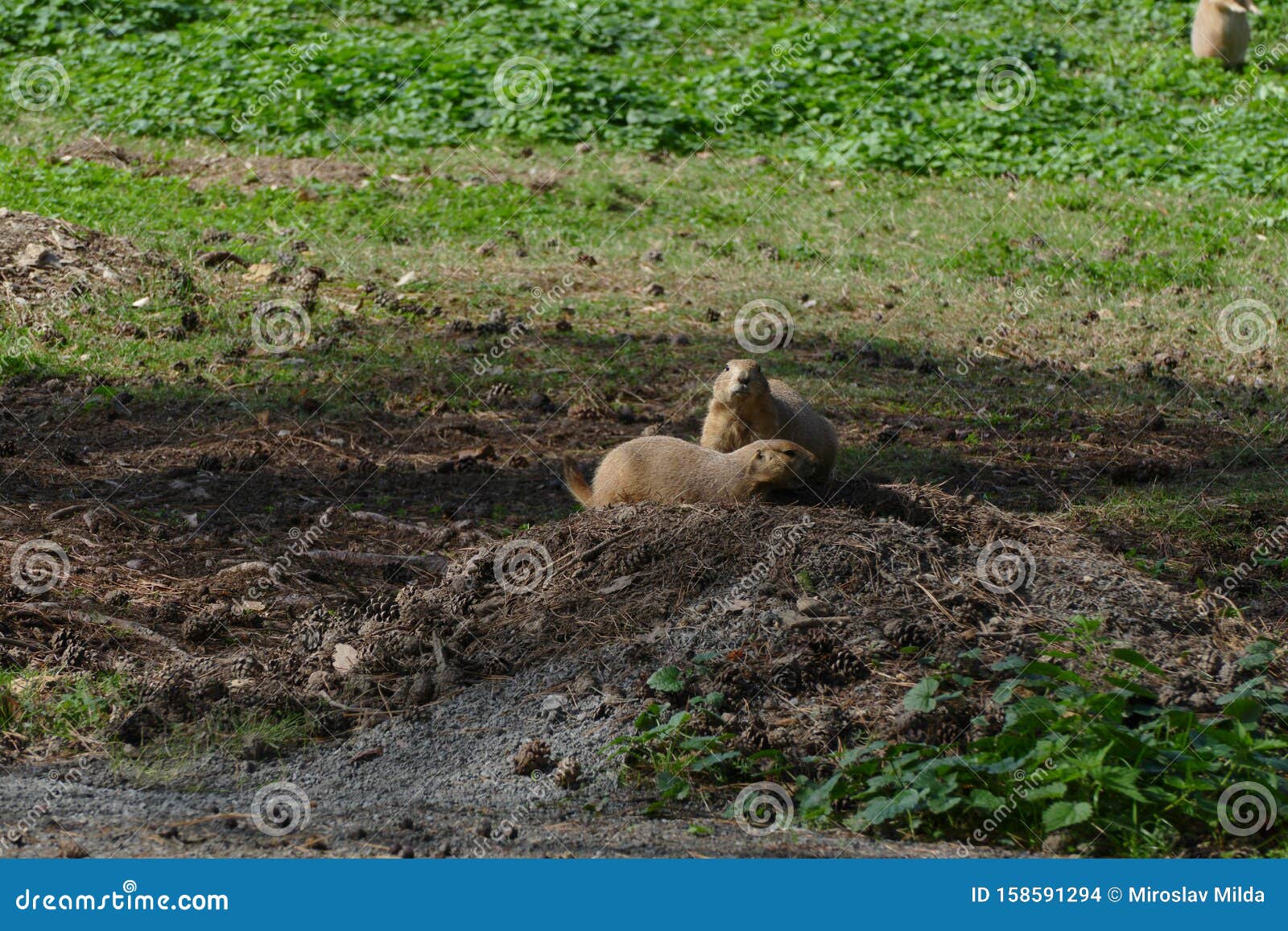 Two ground hogs on grass stock photo. Image of russia - 158591294