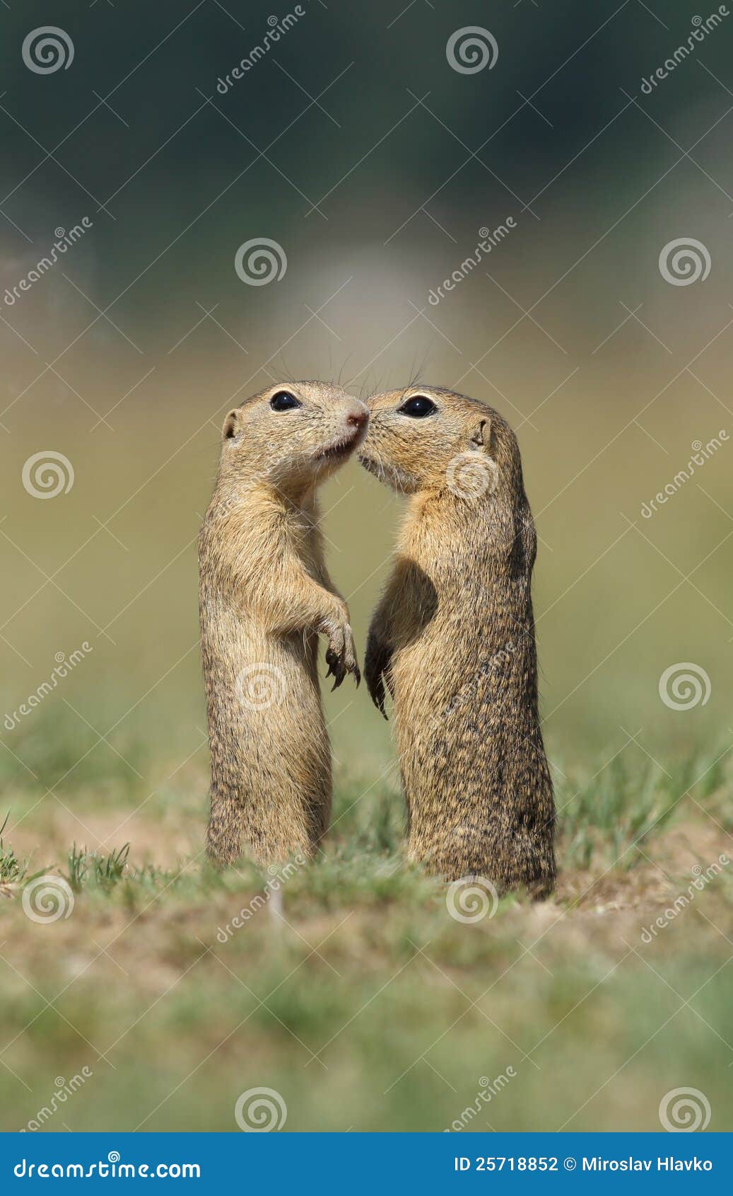 Two ground squirrels stock photo. Image of hairy, cute - 25718852