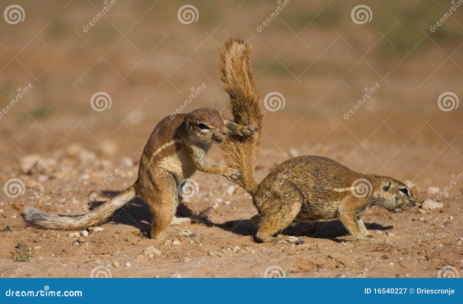 Two Ground Squirrels Interacting in a Comic Way Stock Image - Image of ...