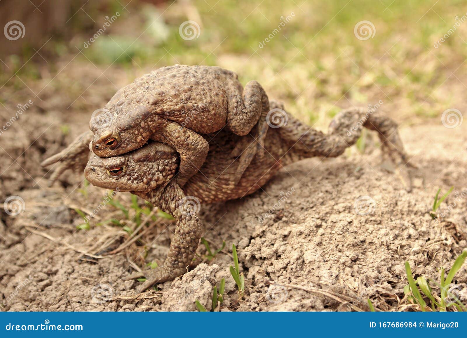 Two ground toads stock photo. Image of mating, couple - 167686984