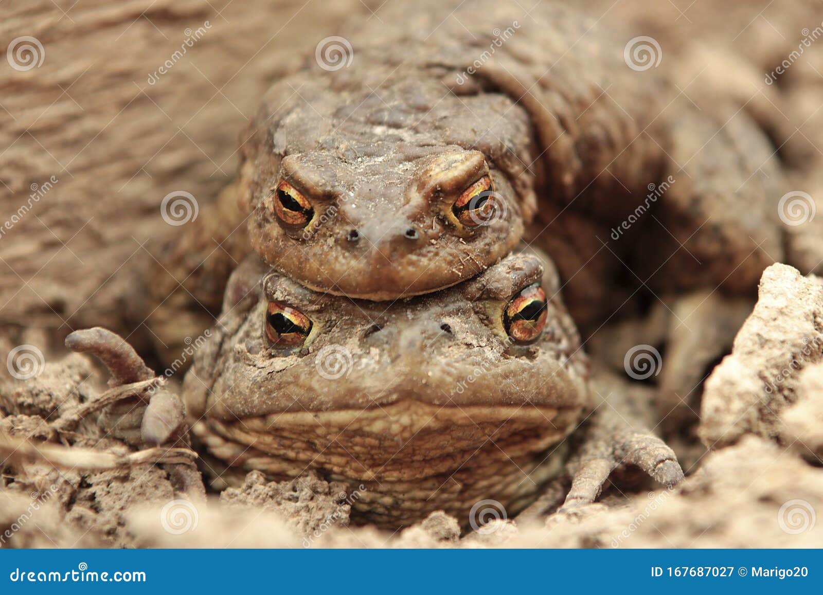 Two ground toads stock image. Image of couple, portrait - 167687027