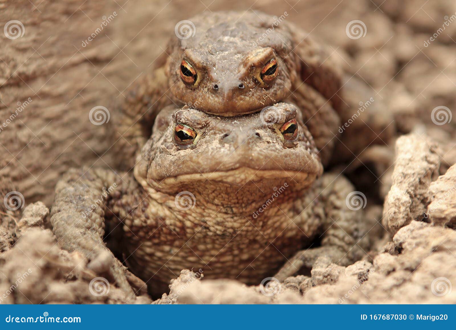 Two ground toads stock photo. Image of nature, portrait - 167687030