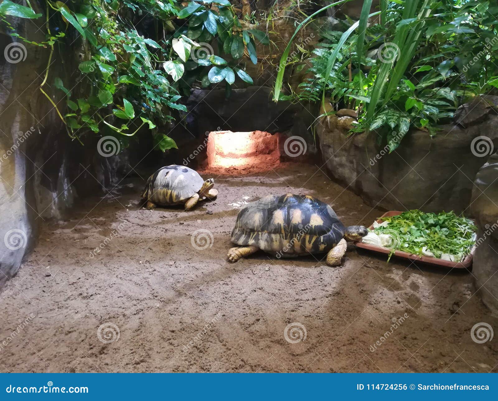 Turtles in captivity stock photo. Image of nature, grass - 114724256