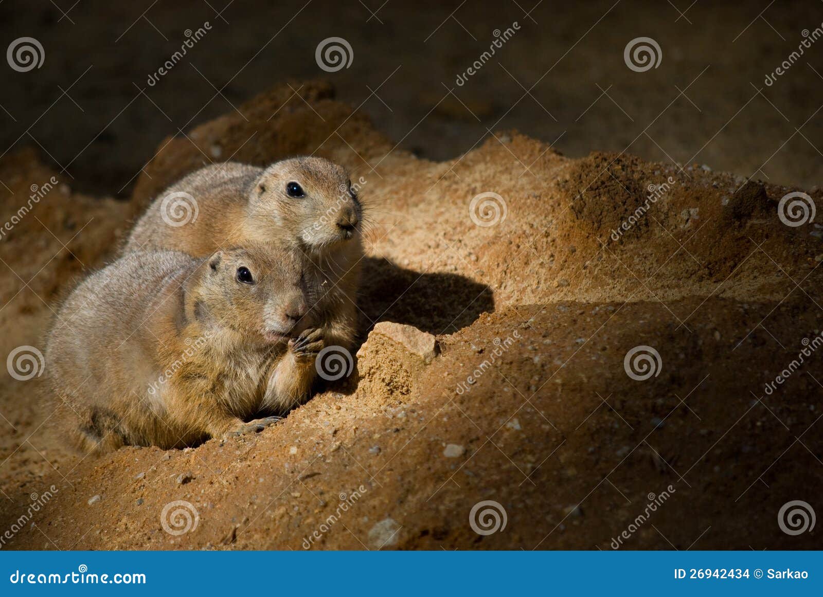 Two groundhogs stock photo. Image of wildlife, gopher - 26942434