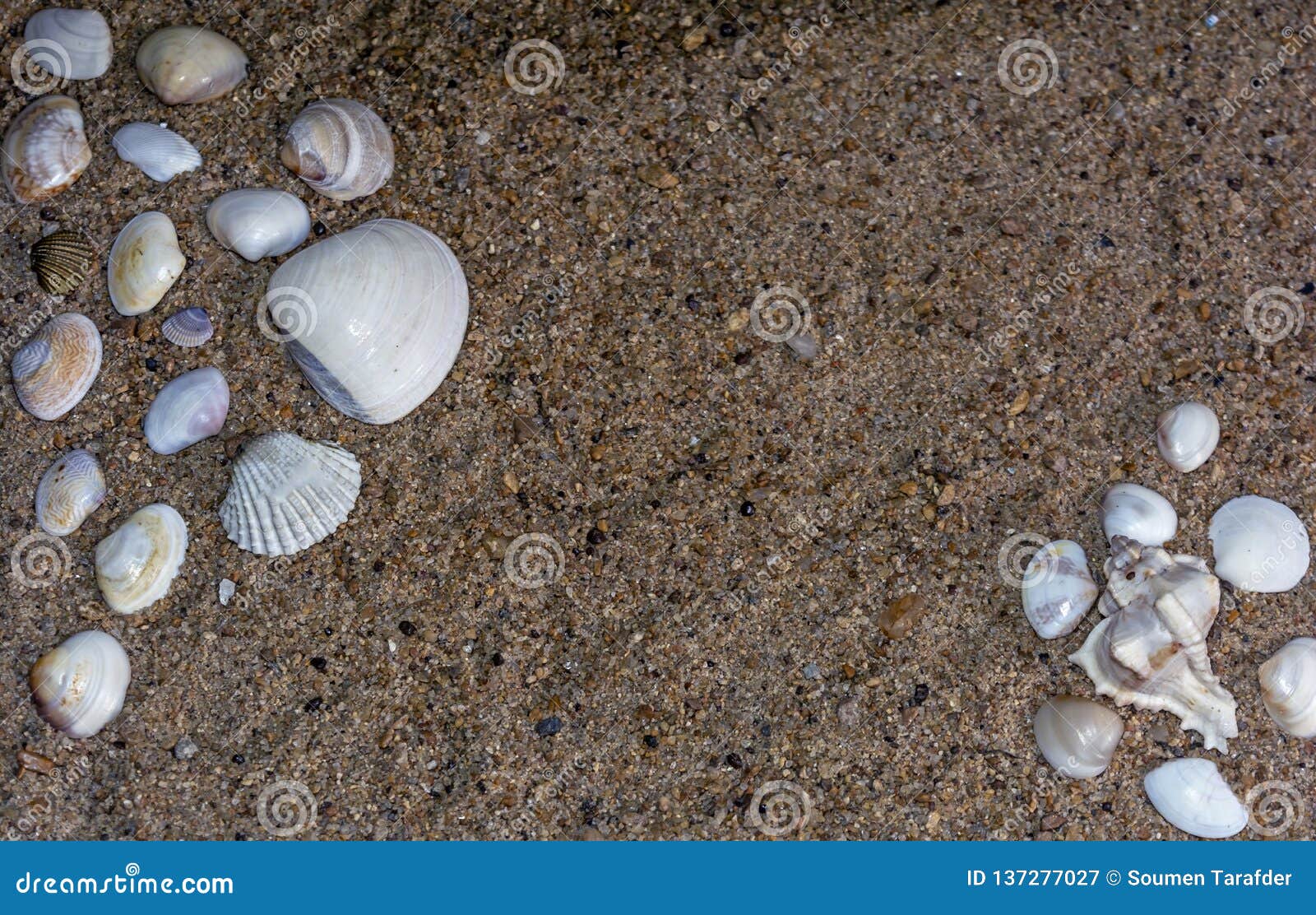 Two Group of Seashells on Sand. Stock Image - Image of collection ...
