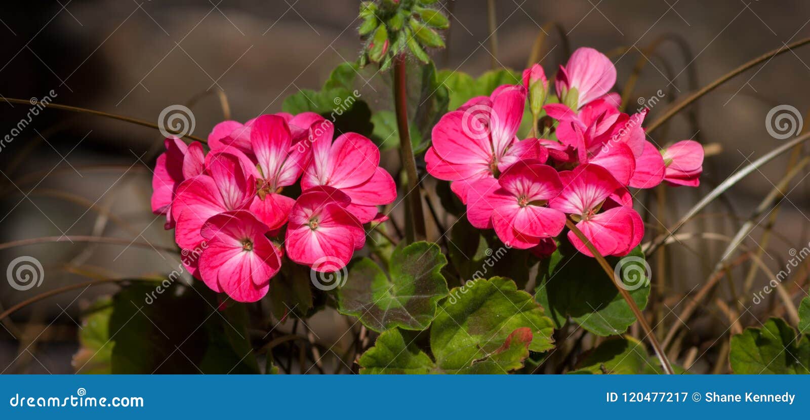 Two Bunches of Pink Geraniums Panorama Stock Image - Image of beautiful ...