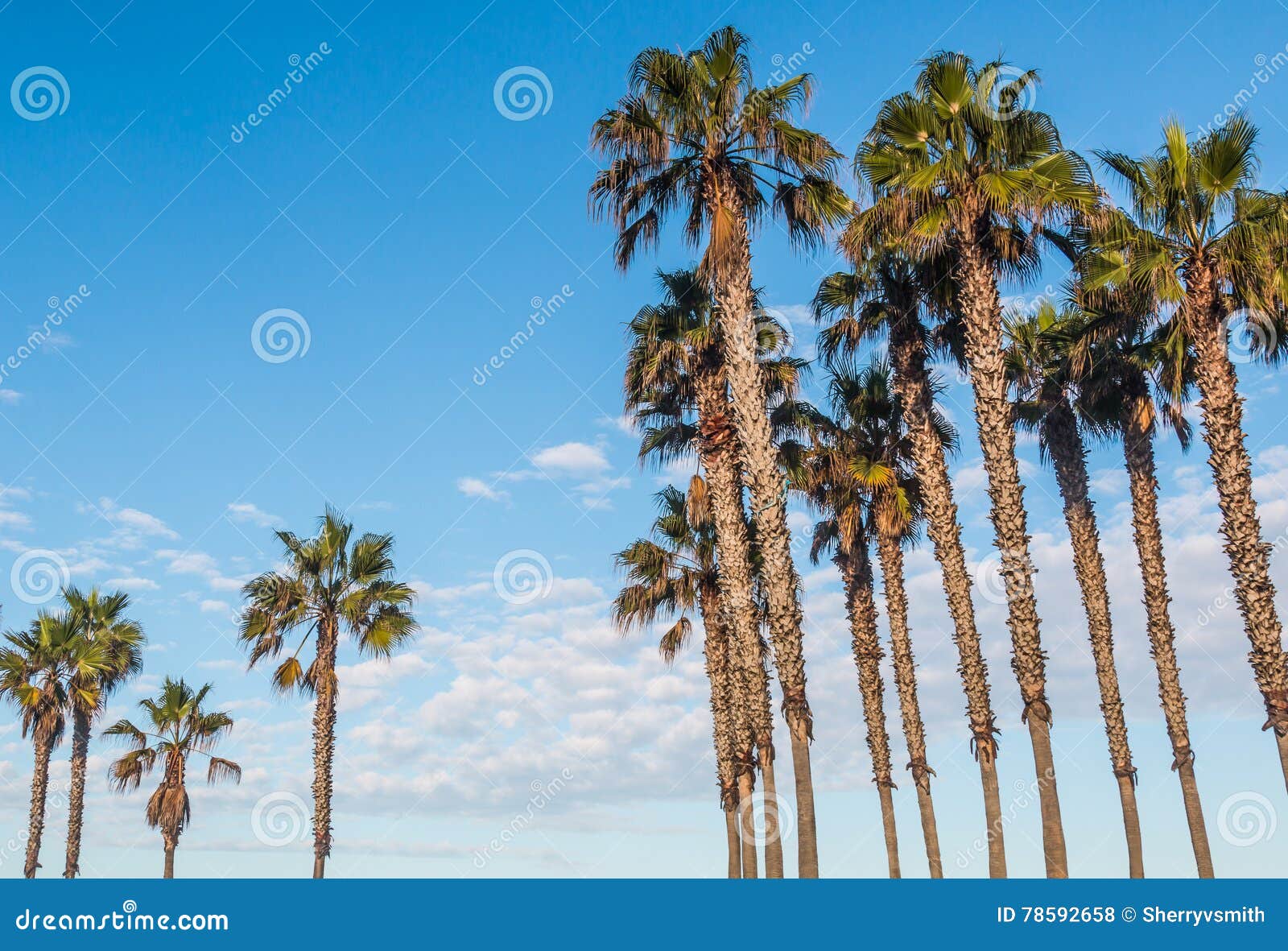 Two Groups of Tall Palm Trees with Blue Sky Stock Photo - Image of ...