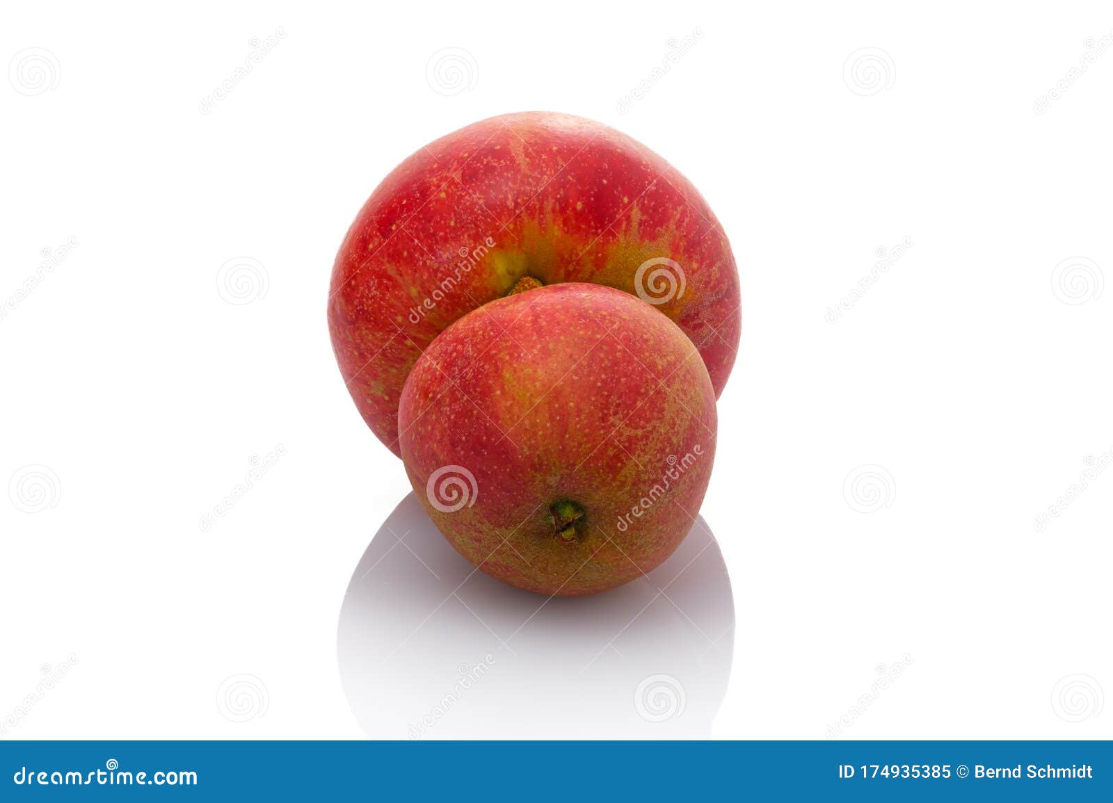 Two grown red twin apples stock image. Image of orchard - 174935385