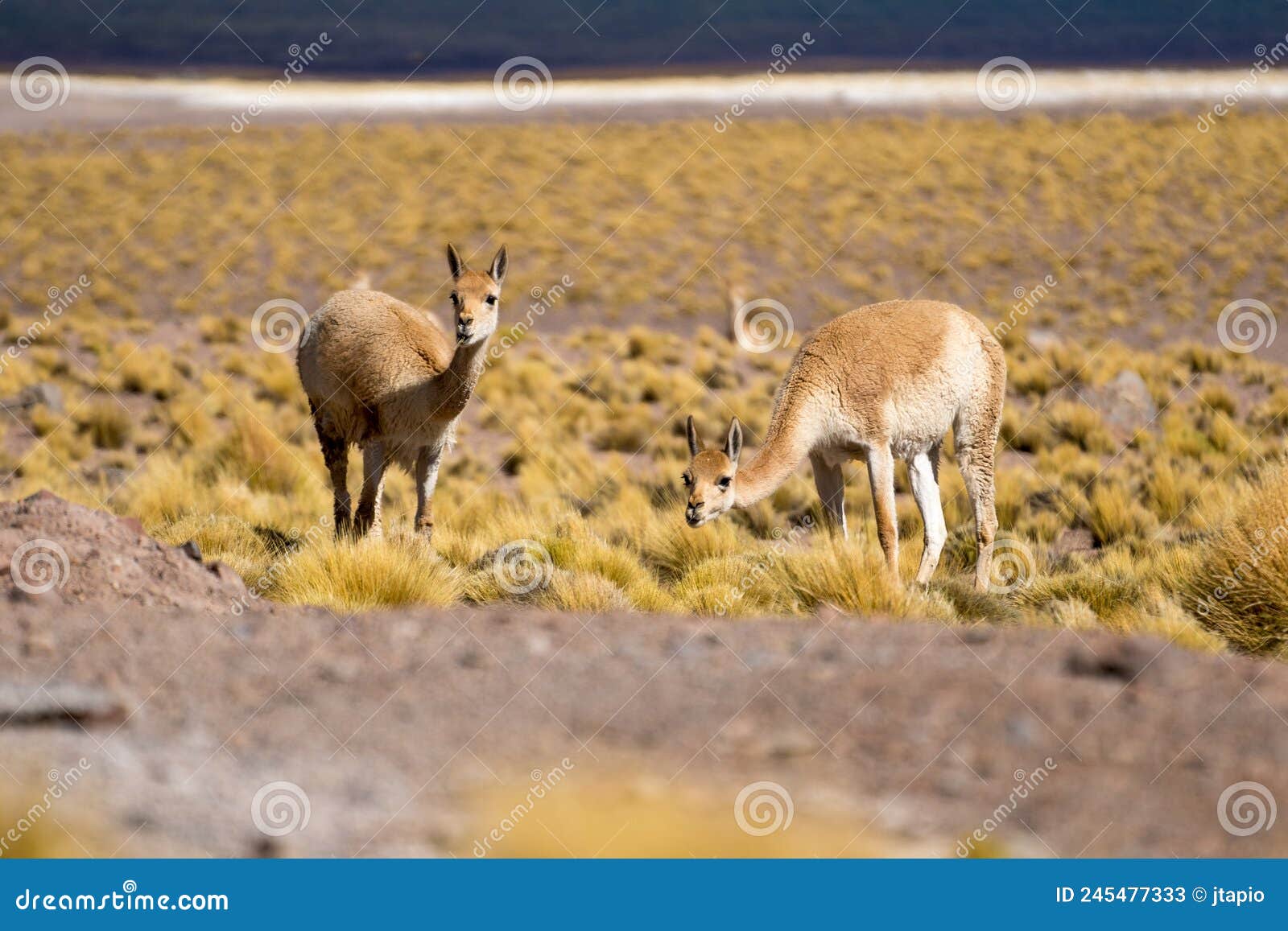 Two Guanacos Eating in Atacama Desert, Chile Stock Image - Image of ...