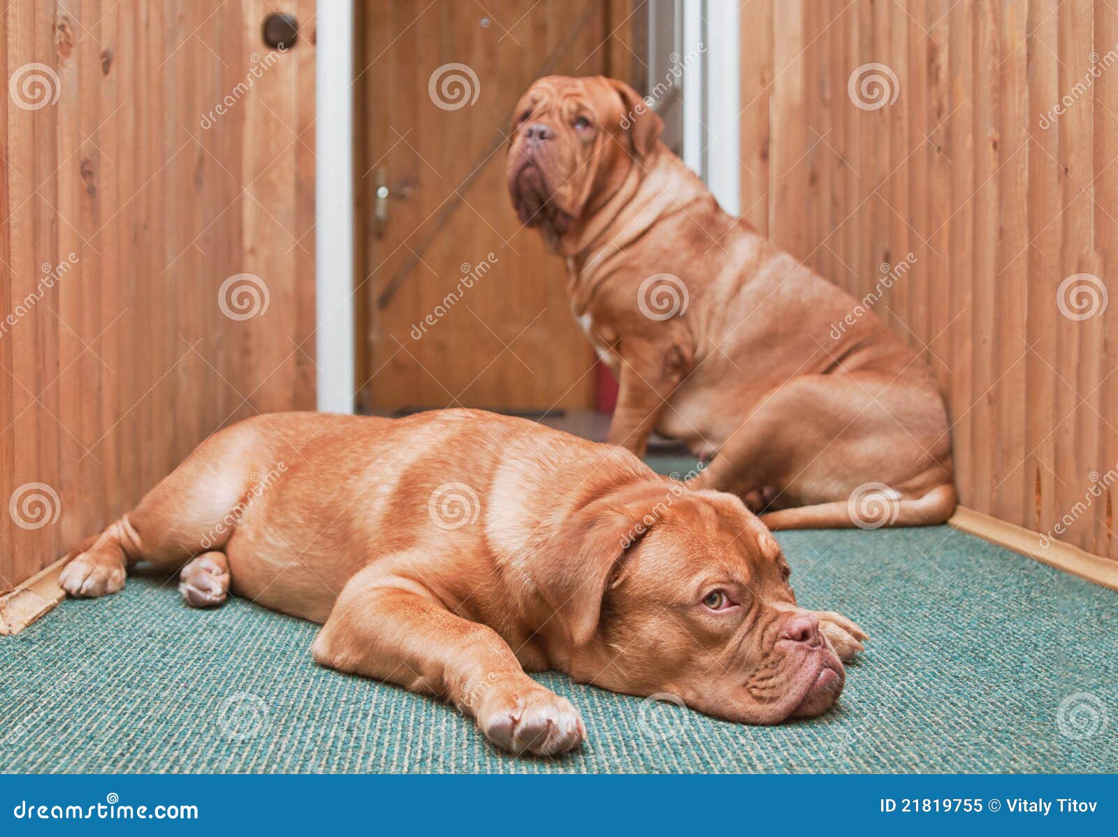 Two Guard Dogs in Front of the Door Stock Image - Image of attention ...