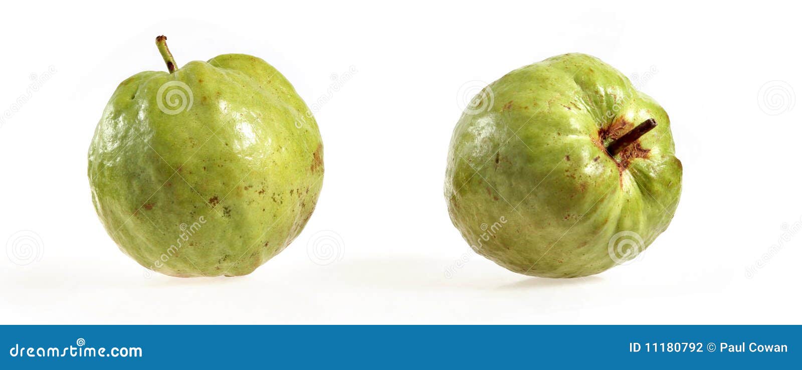 Two guavas stock photo. Image of fruit, antioxicant, polyunsaturates ...