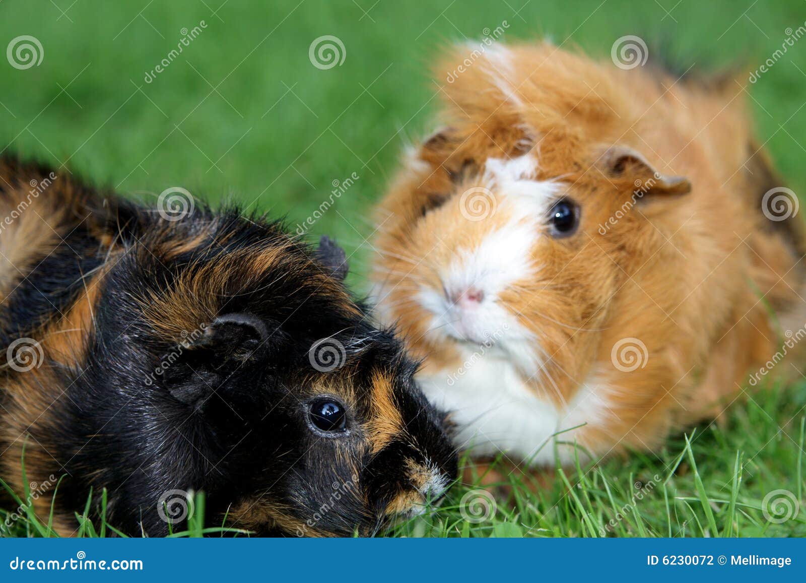 Two Guinea pig stock photo. Image of small, close, south - 6230072