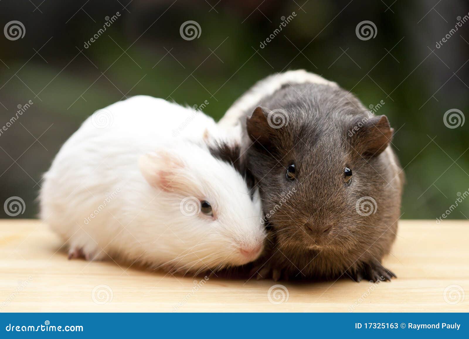 Two Guinea Pigs stock image. Image of outdoors, together - 17325163
