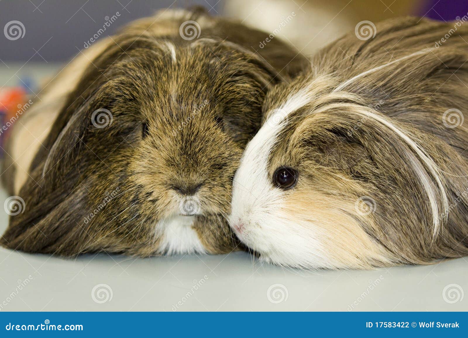 Two Guinea pigs close up stock photo. Image of nose, single - 17583422