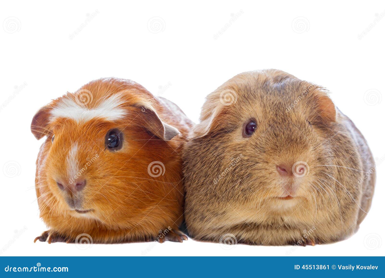 Two guinea pigs isolated stock image. Image of together - 45513861