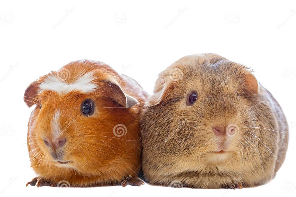 Two guinea pigs isolated stock image. Image of together - 45513861