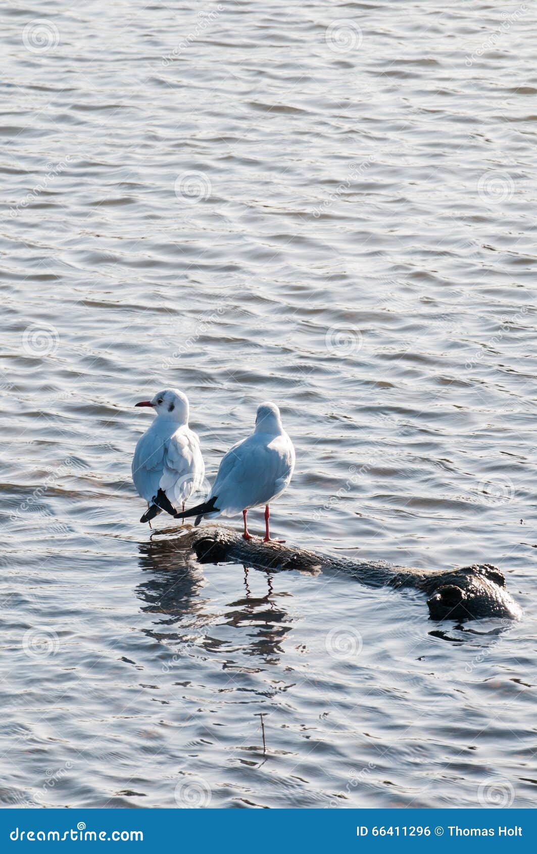 Two guls stock photo. Image of standing, bird, nature - 66411296