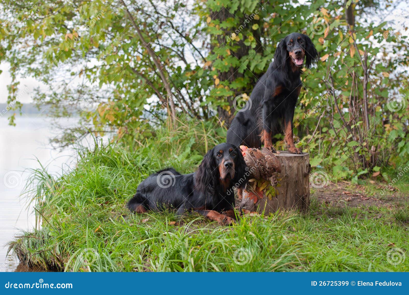 Two Gun Dog Near To Trophy, Outdoors Stock Image - Image of hunting ...
