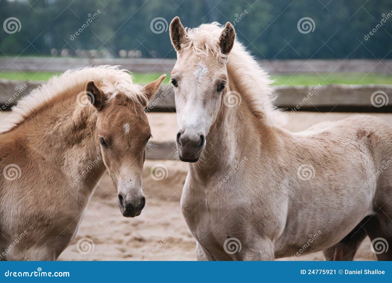 Two Haflinger pony foals stock image. Image of horse - 24775921
