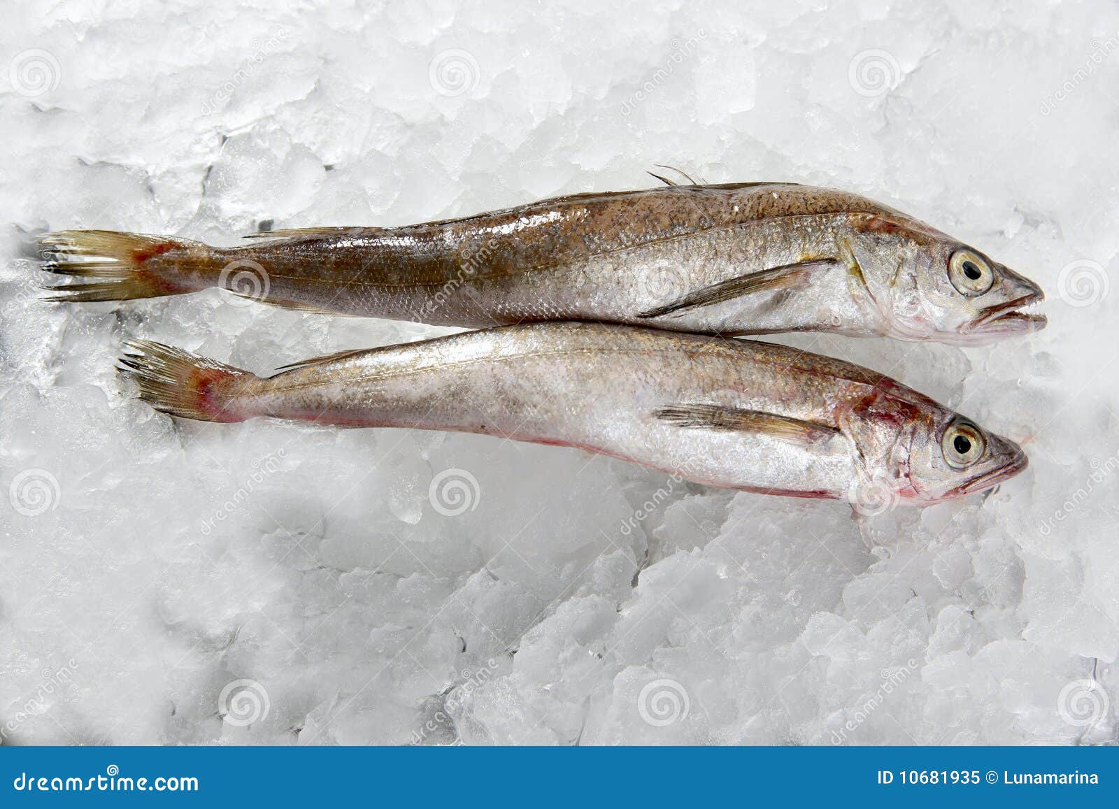 Two hake fish on ice stock image. Image of nutrition - 10681935