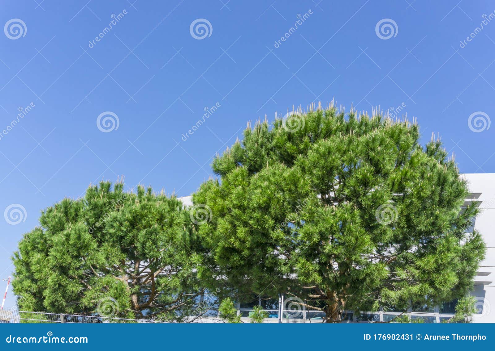 The Two Half Round Form of Italian Stone Pine Tree Under the Deep Blue ...