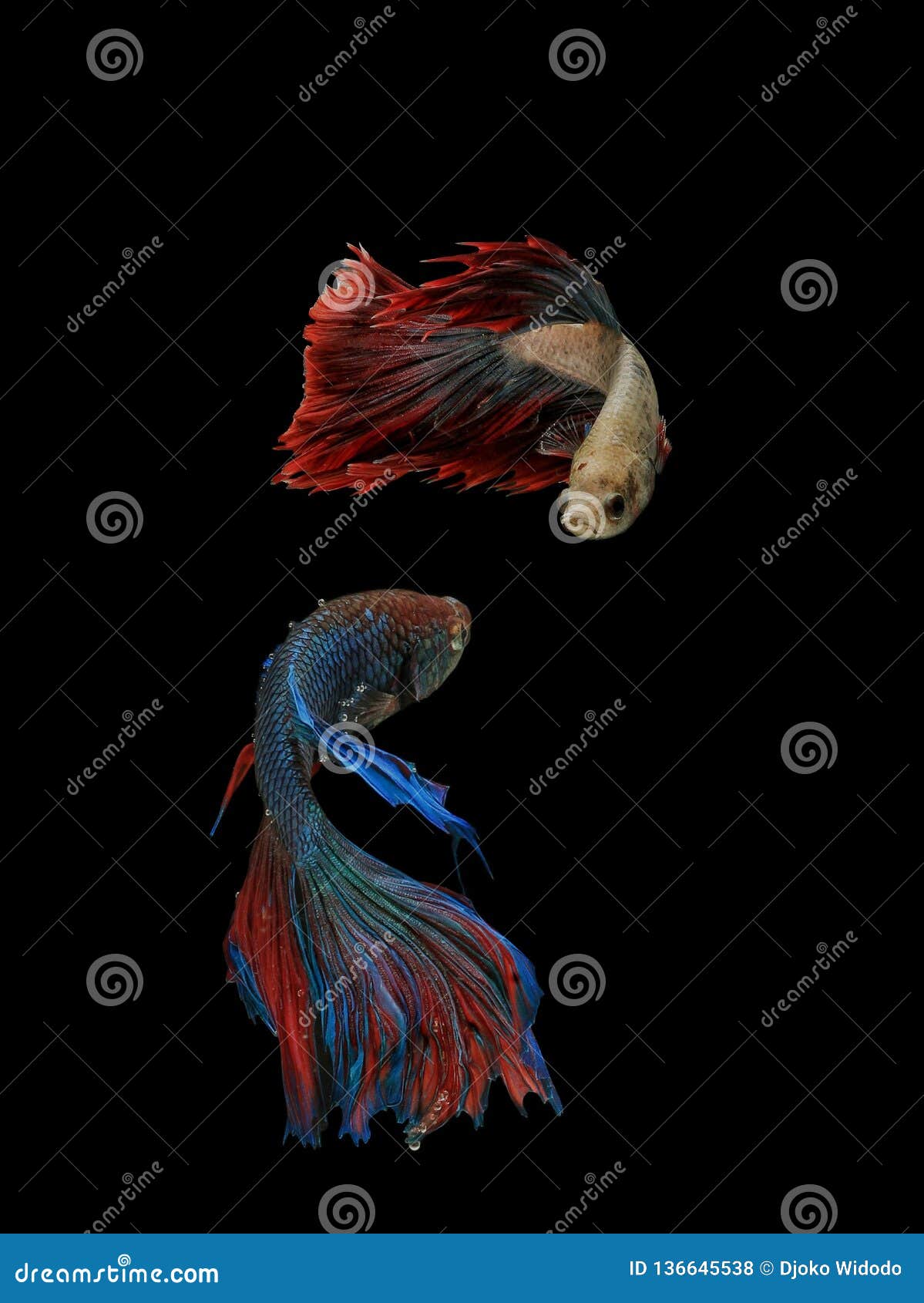 DANCING TOGETHER stock photo. Image of halfmoon, dancing - 136645538