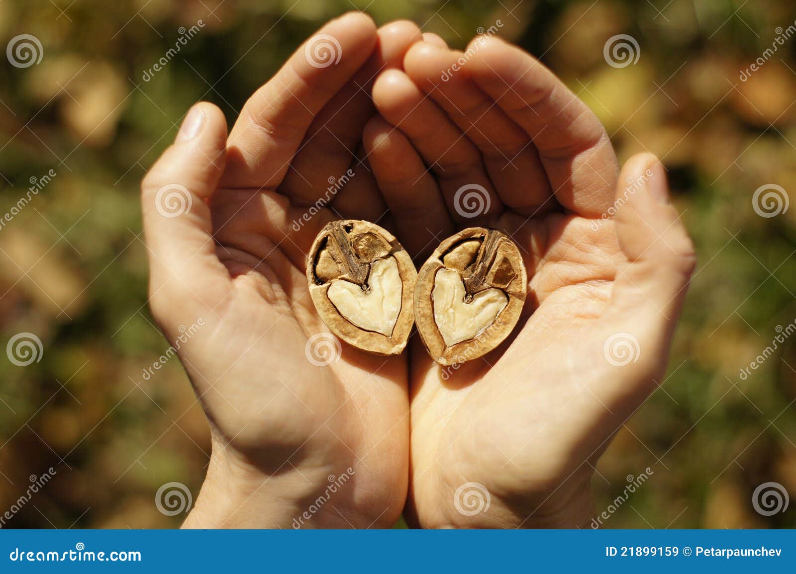 Two halves stock image. Image of nutshell, colorful, hearts - 21899159
