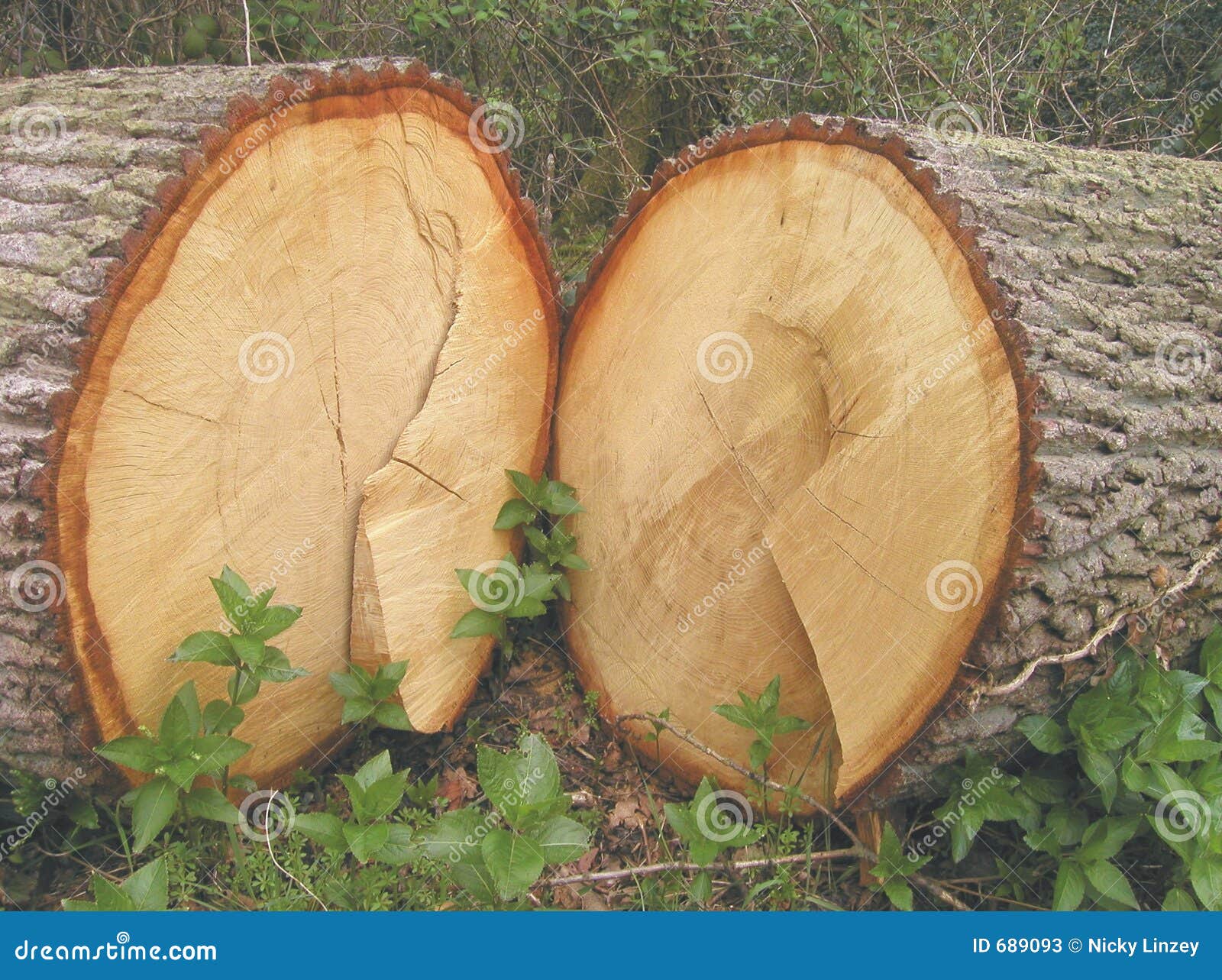 Two halves stock image. Image of mirrored, trunk, fell - 689093