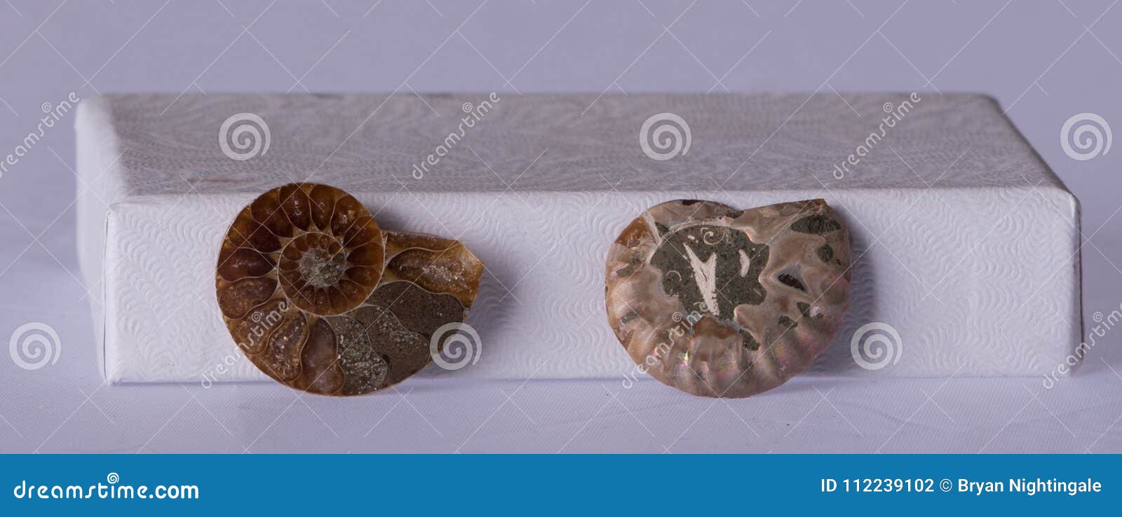 Fossilized nautilus shells stock photo. Image of nature - 112239102