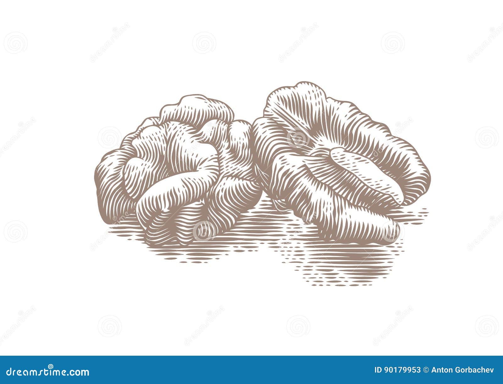 Two halves of walnut stock vector. Illustration of ingredient - 90179953