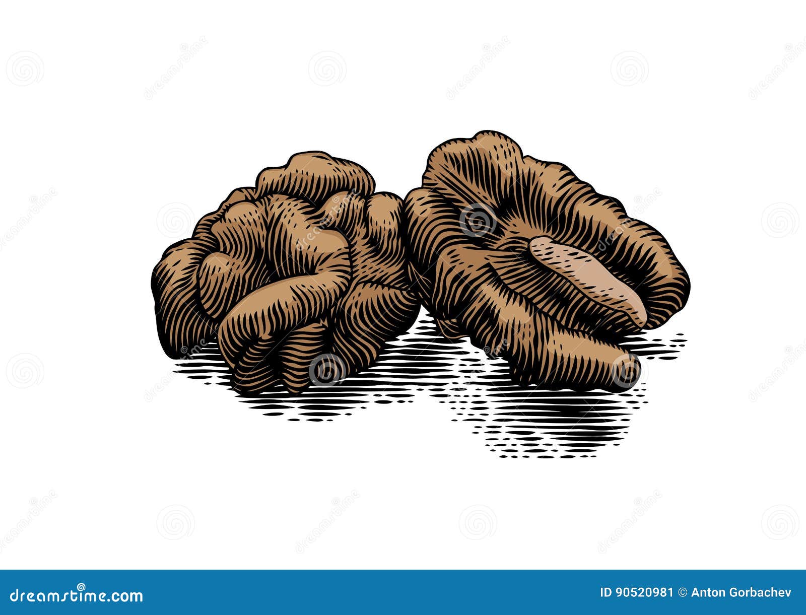 Two halves of walnut stock vector. Illustration of engrave - 90520981