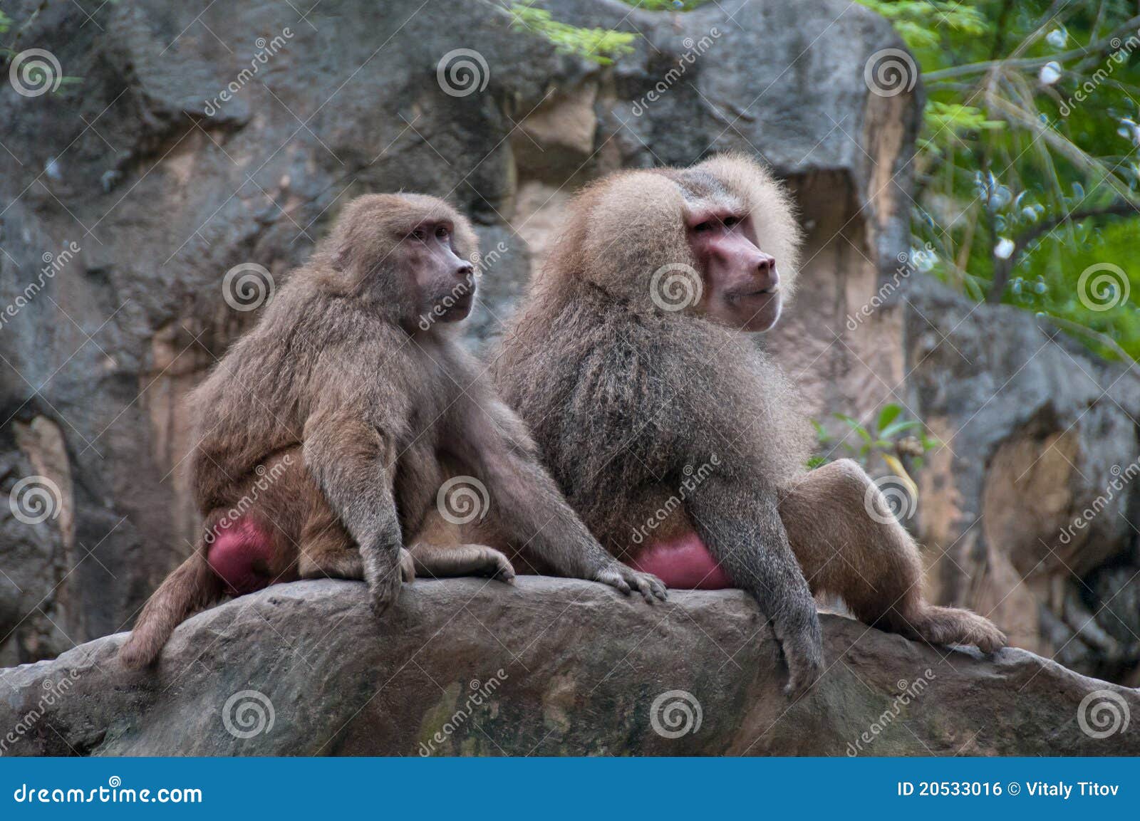 Two Hamadryas Baboons Sitting Together Stock Photo - Image of baboon ...