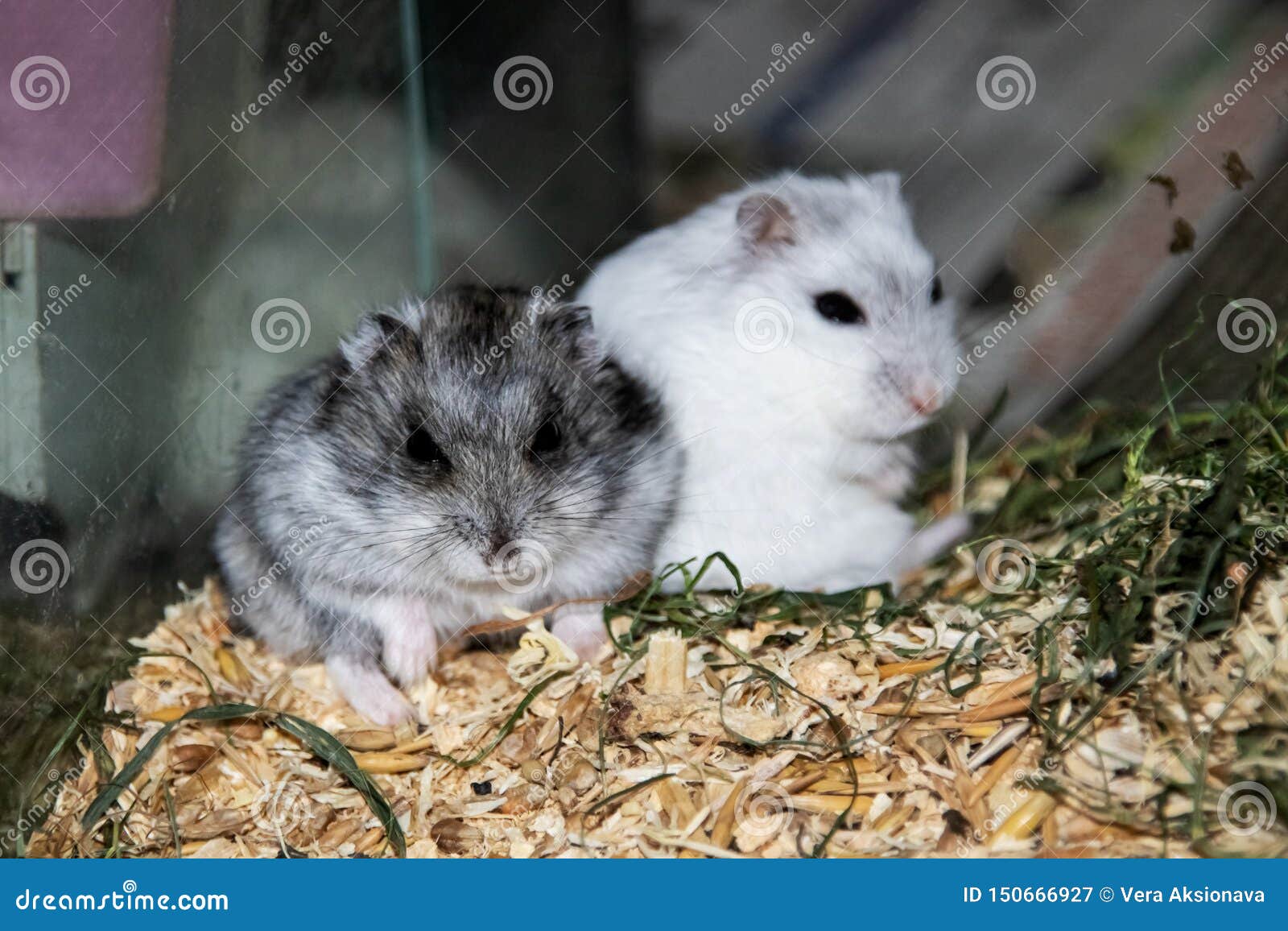 Two Hamsters Sitting in a Cage Close Up Stock Image - Image of house ...