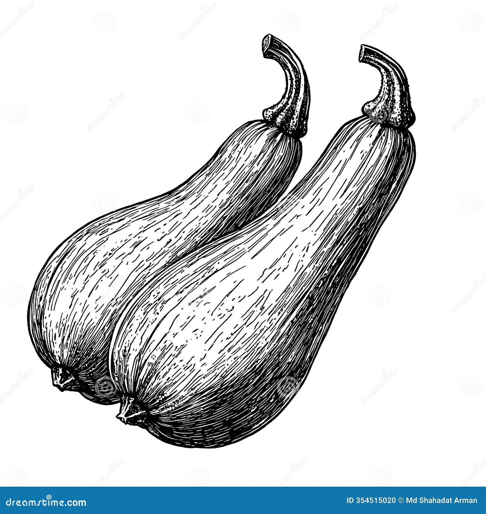 Two Hand-drawn Squash Illustrations Ink Sketch Stock Illustration ...
