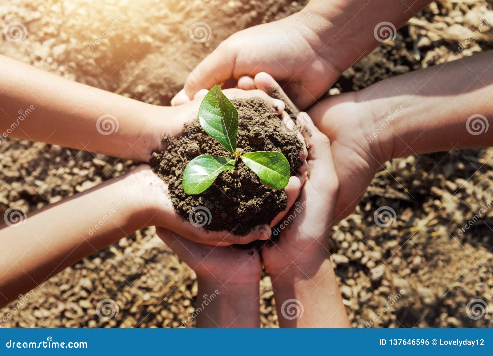 Two Hand Helping Planting Young Tree Stock Photo - Image of garden ...