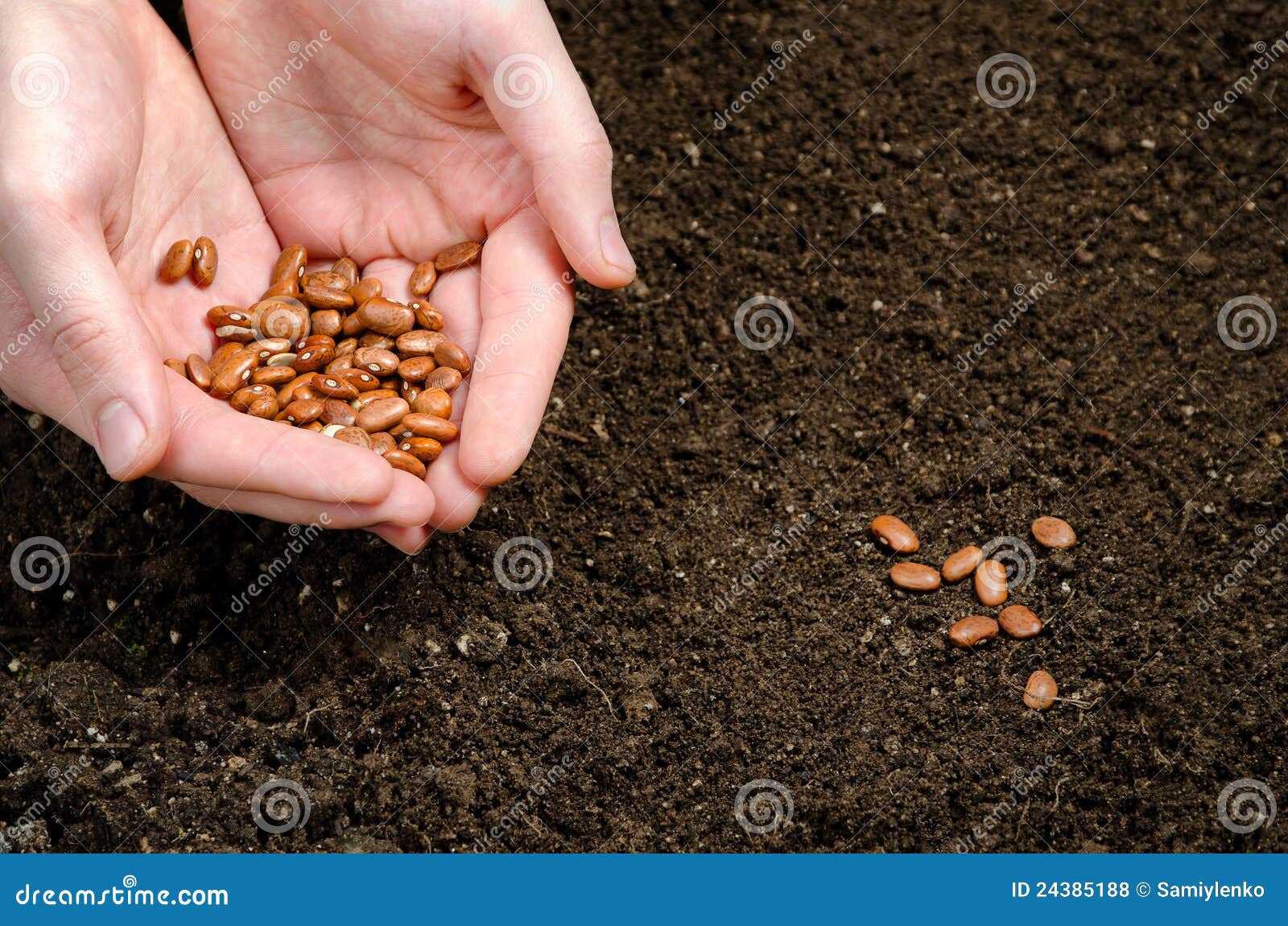 Two hand holding seeds stock photo. Image of agriculture - 24385188