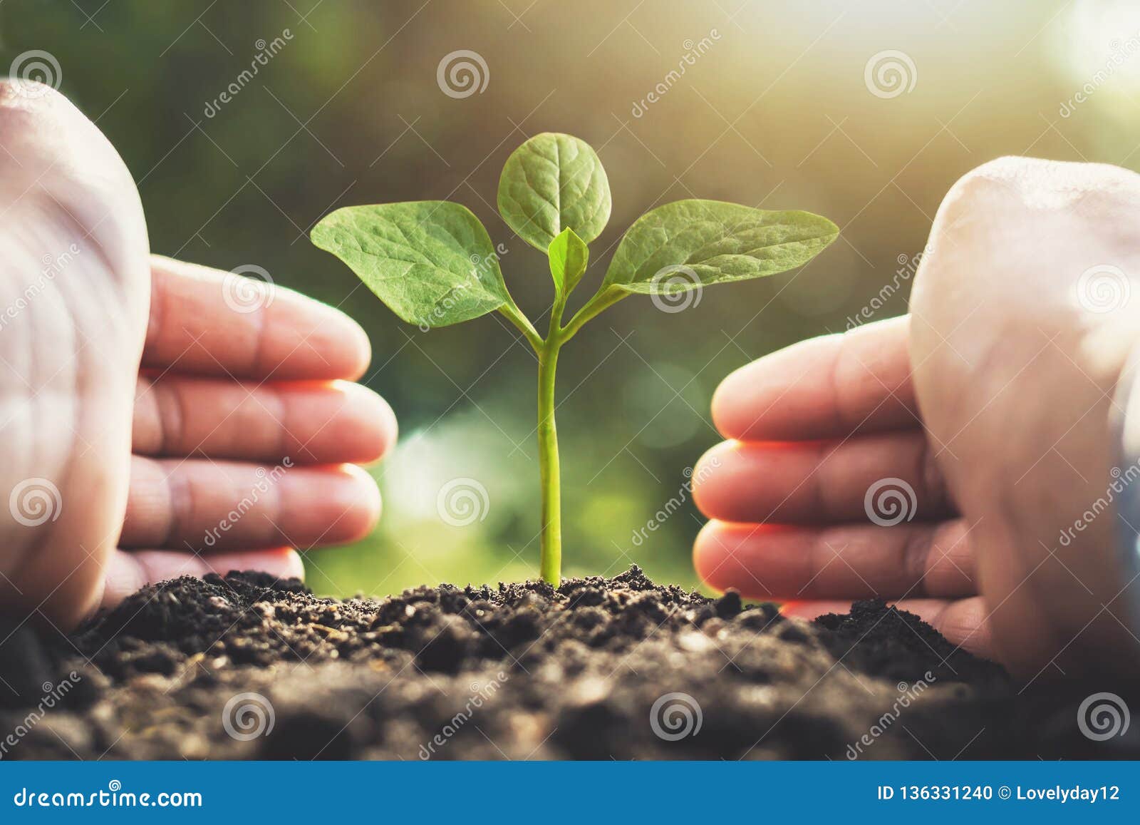 Two Hand Protection Caring Tree Stock Photo - Image of plantation ...