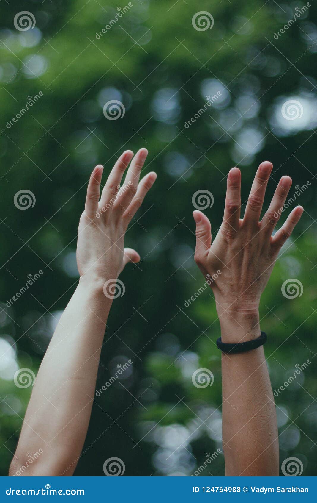 Two Hands are Drawn To a Tree with Green Leaves. Summer Shot. Vertical ...