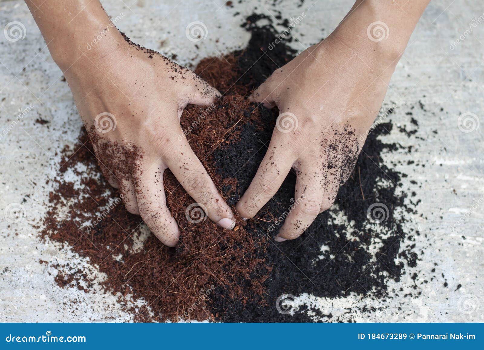 Two Hands of Farmer are Mixing the Soil and Coconut Dust. Stock Image ...