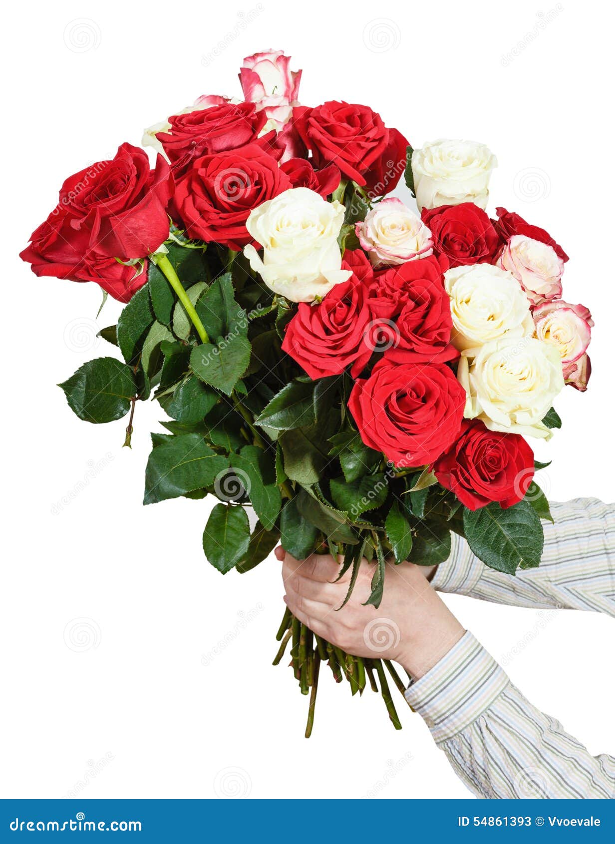 Two Hands Giving Bunch of Many Roses Isolated Stock Image - Image of ...