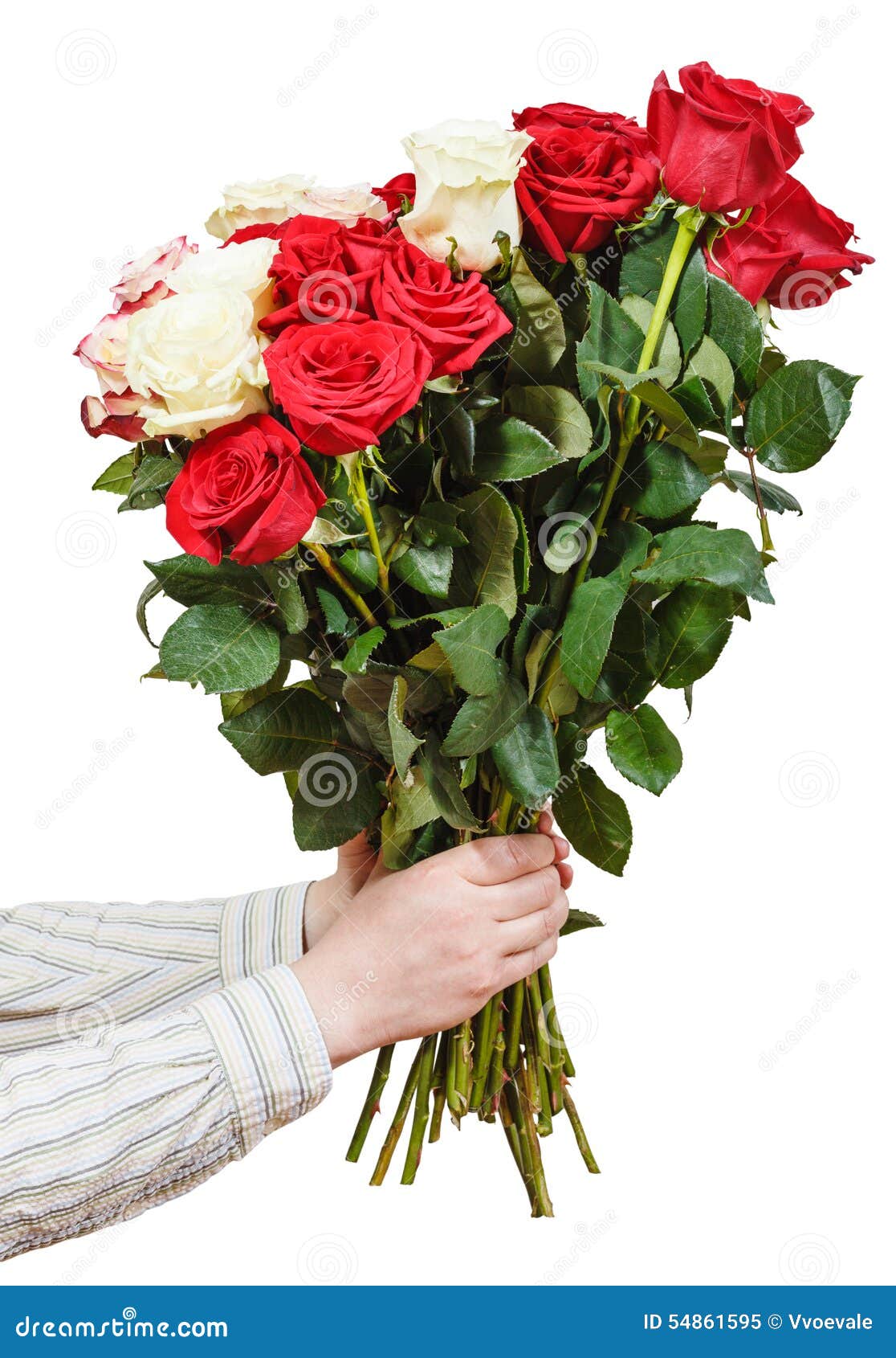 Two Hands Giving Bunch of Various Roses Isolated Stock Image - Image of ...