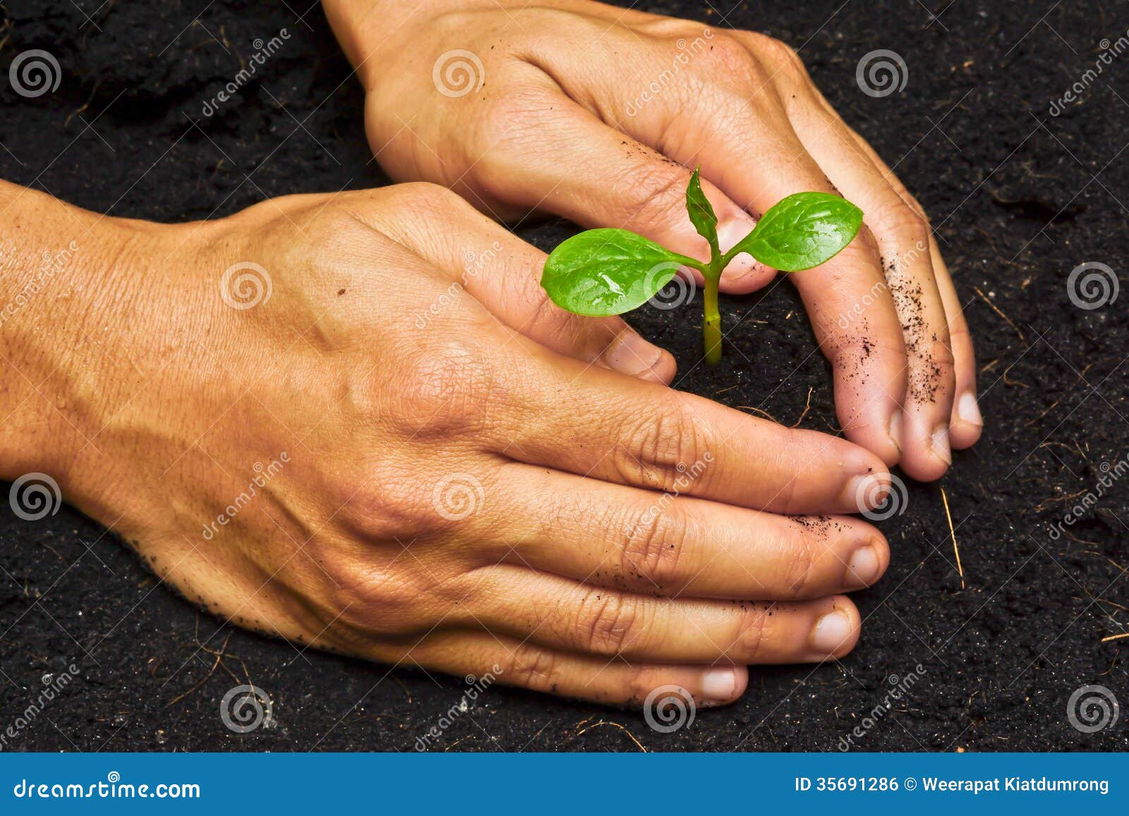 Two hands growing a tree stock photo. Image of ethics - 35691286