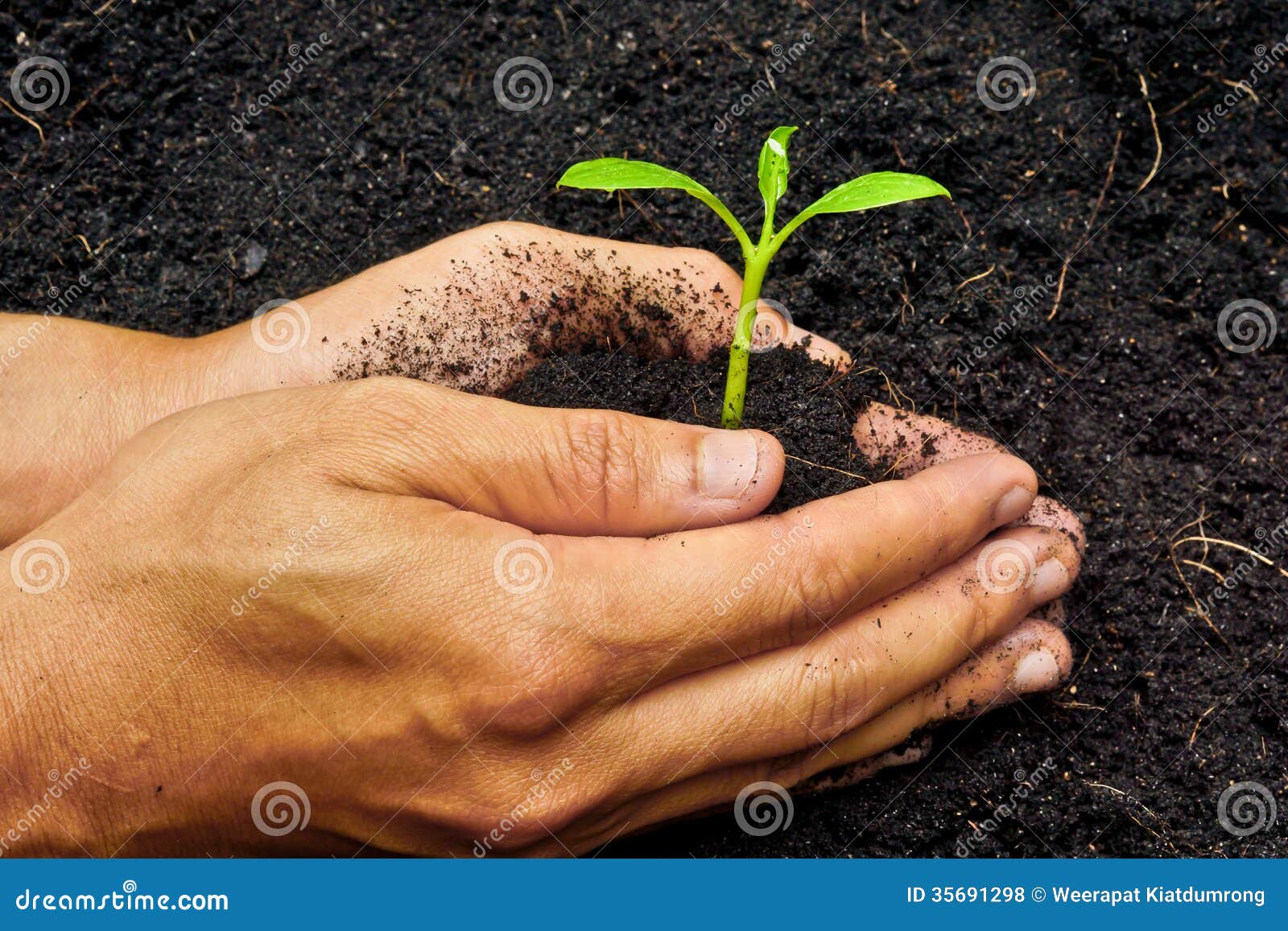 Two hands growing a tree stock photo. Image of fertilizing - 35691298