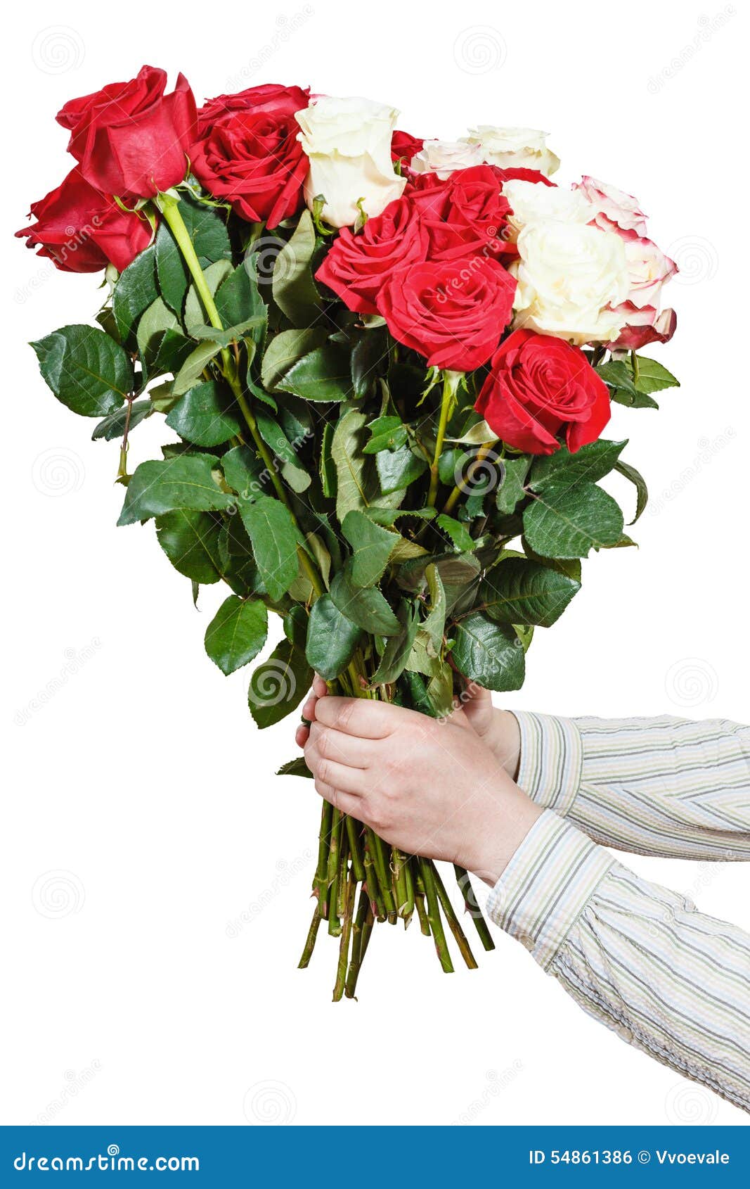 Two Hands Hold Bouquet of Many Roses Isolated Stock Photo - Image of ...