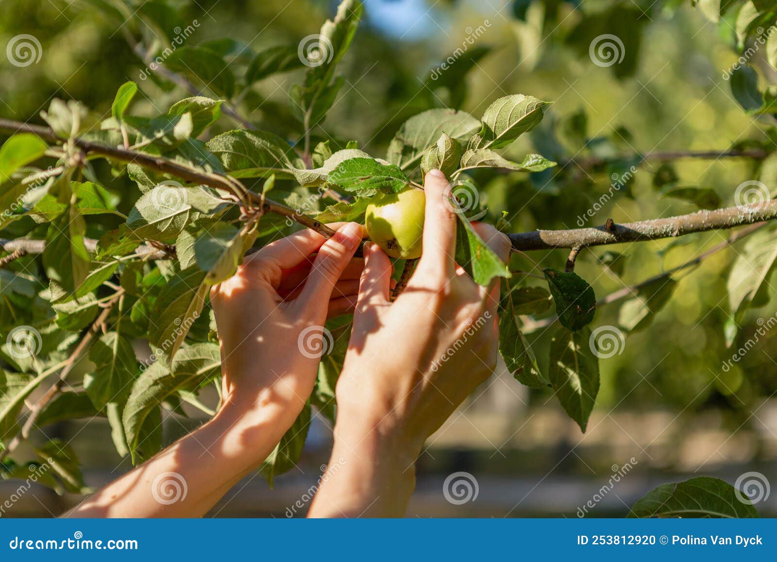 Two Hands Holding an Apple Tree Brunch Collecting Green Apples Stock ...