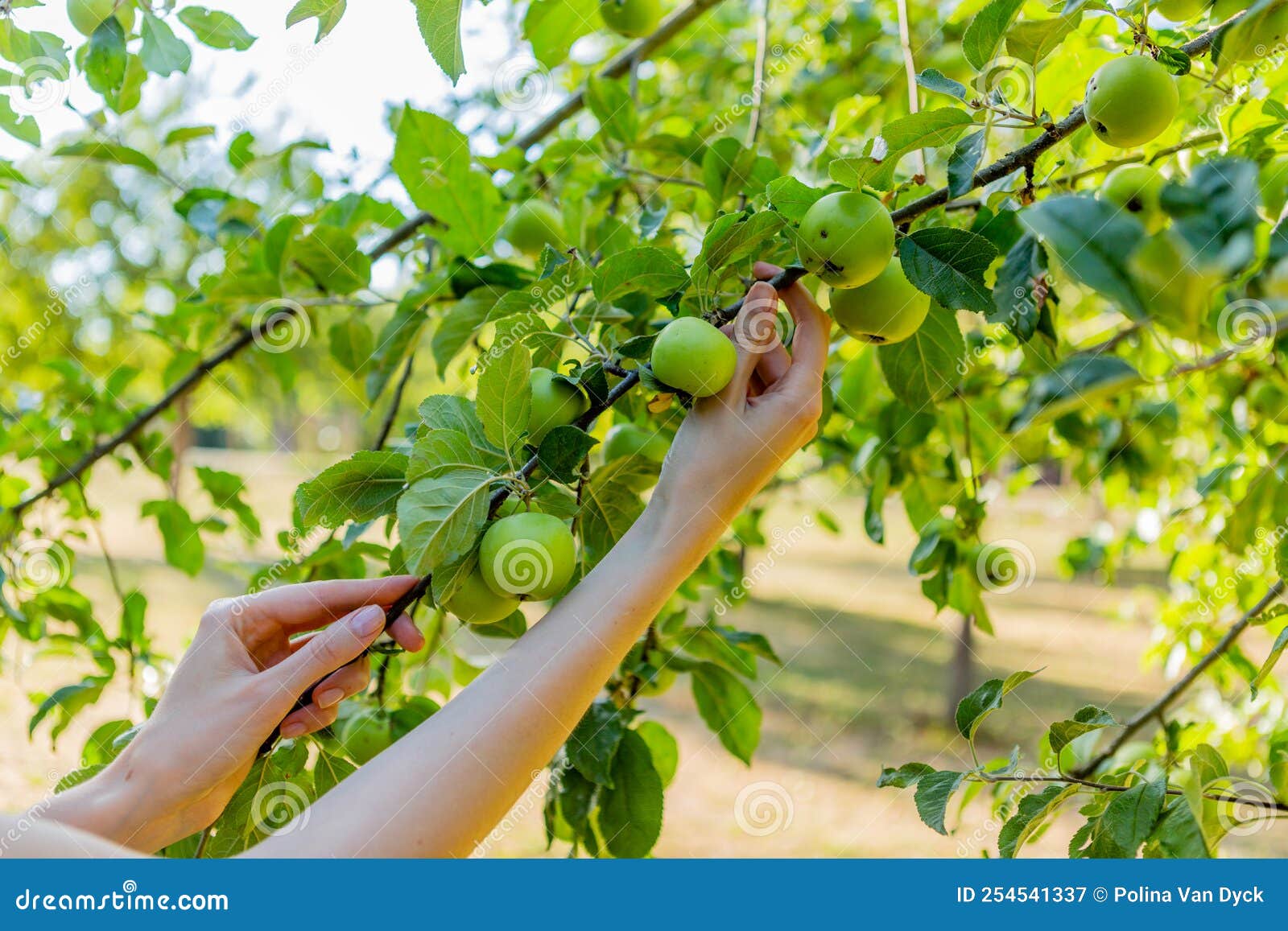 Two Hands Holding an Apple Tree Brunch Collecting Green Apples Stock ...